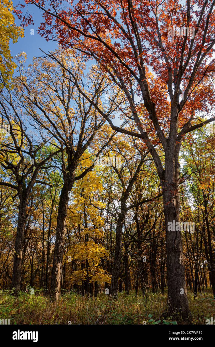 Autumn presents glorious colors in an Oak savanna at Waterfall Glen ...