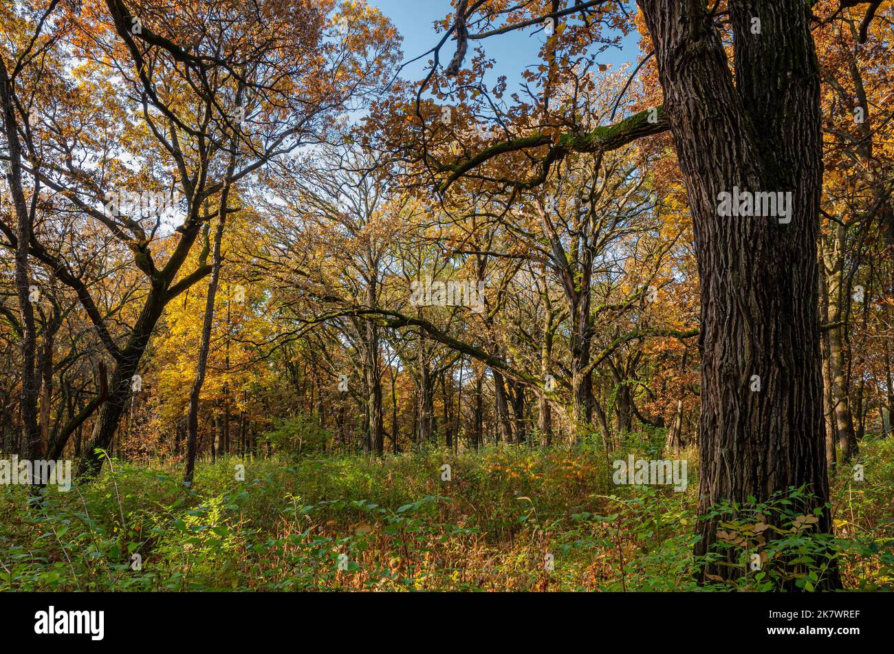 Oak savannas hi-res stock photography and images - Alamy