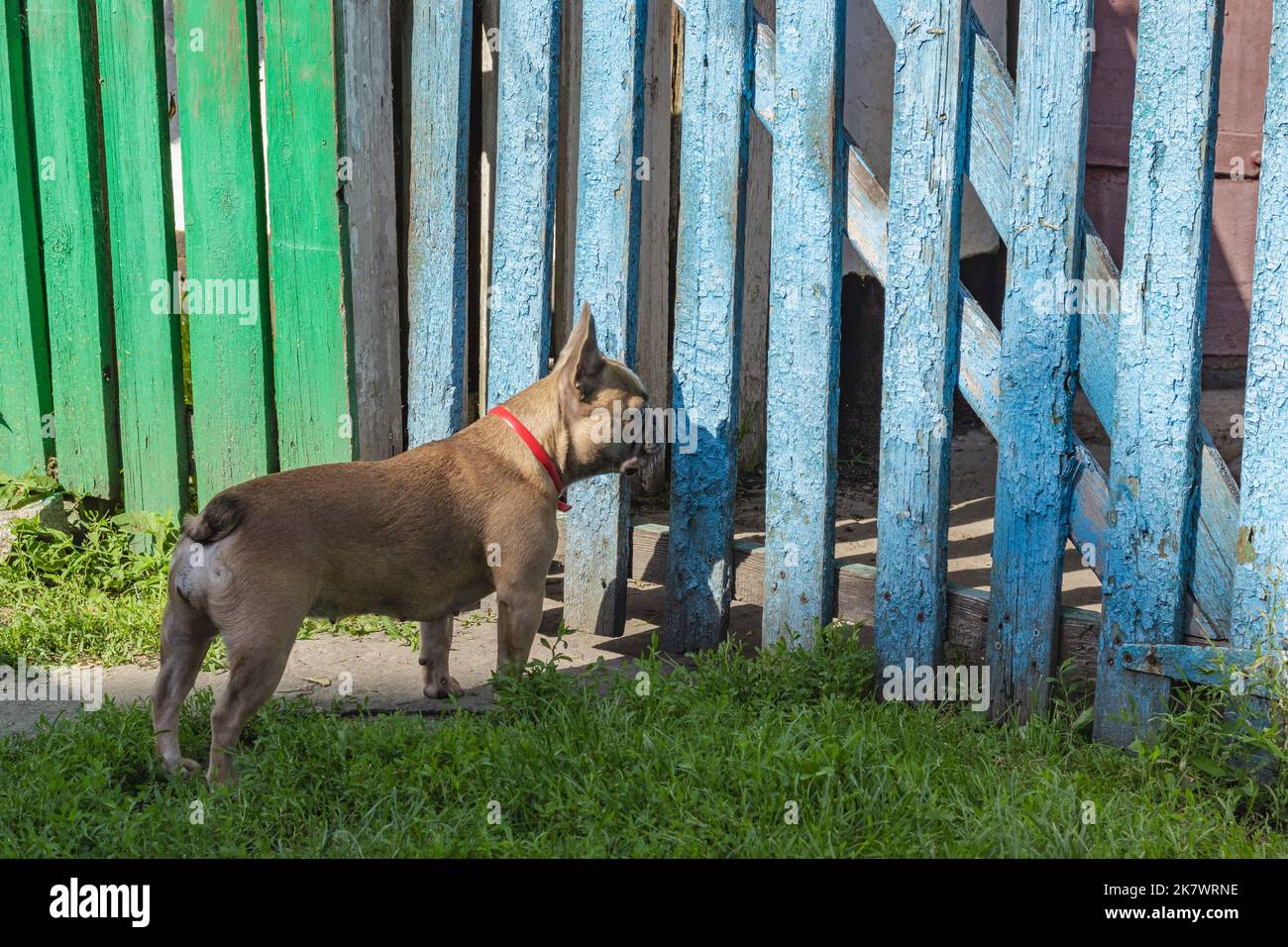 Curious Brown french bulldog hunting, Cute french bulldog playing ...