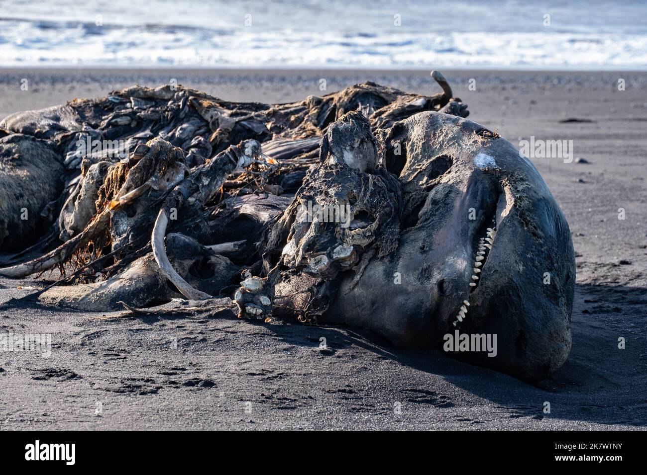 A decomposing whale carcass, presumably a beluga or a small orca ...