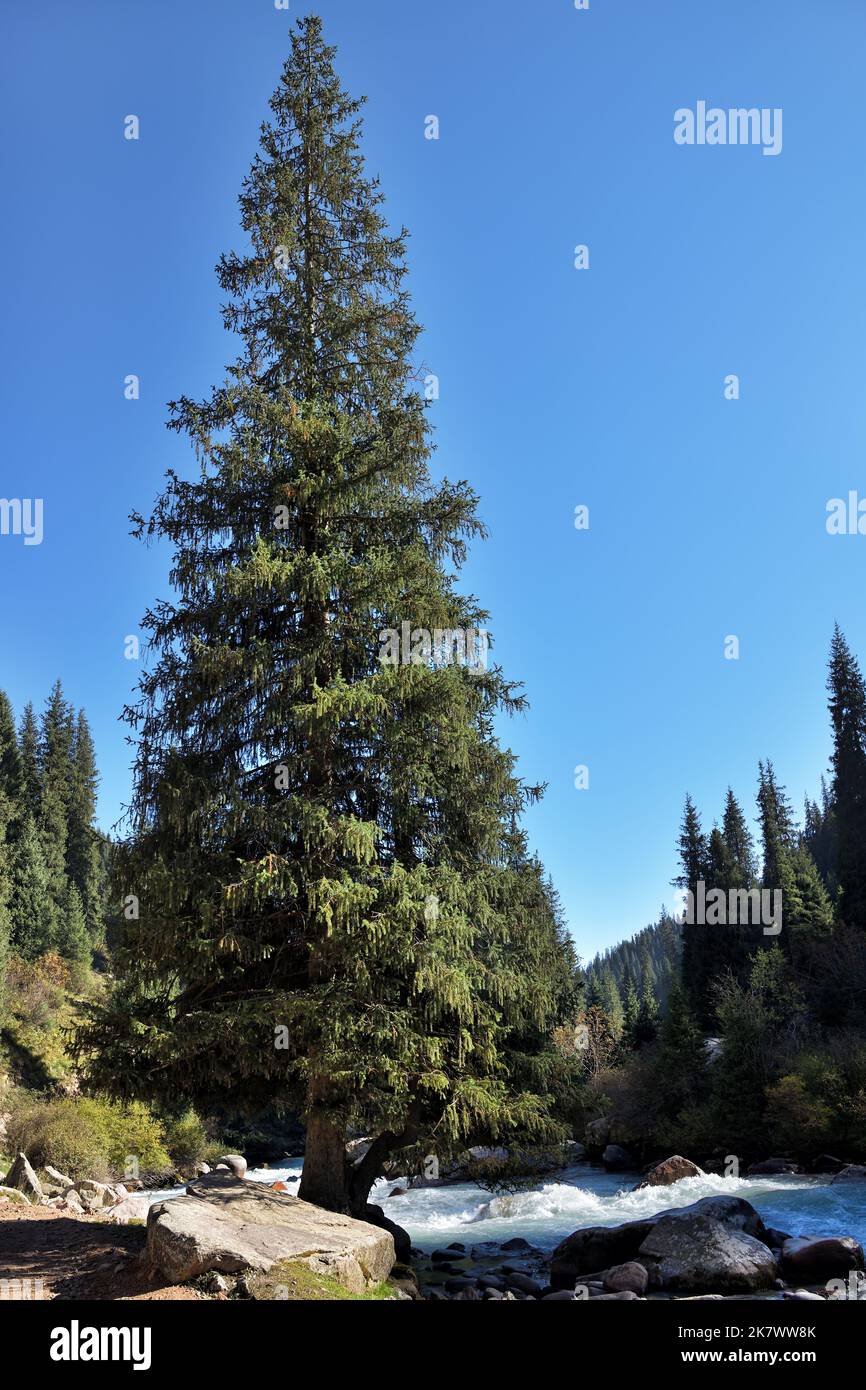 Tian-shan pine tree on a mountain river on foot of Tian-Shan Mountains ...