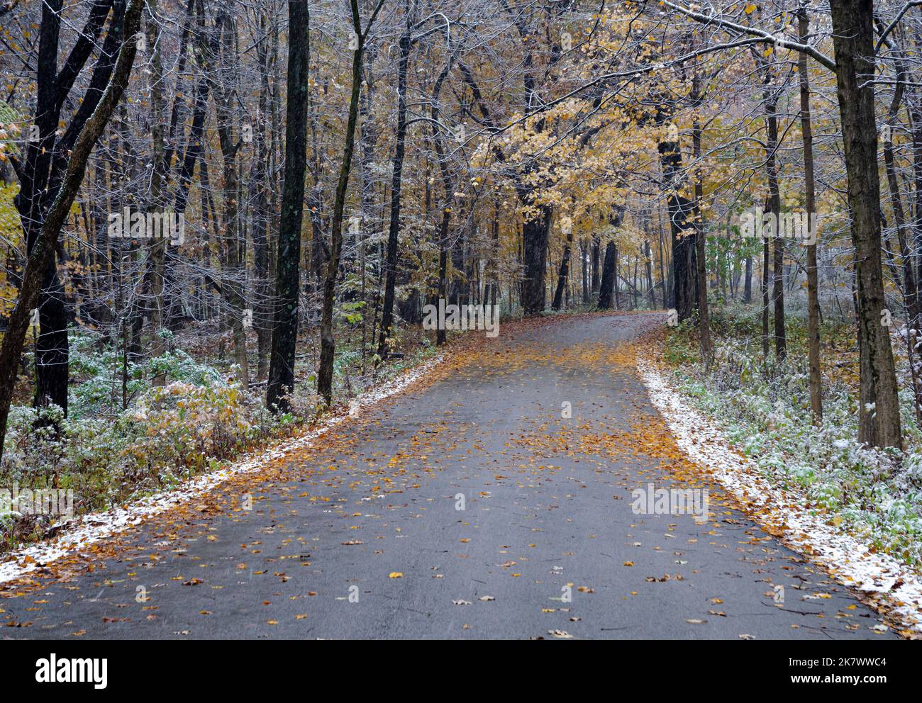 A rare October snowstorm in Northern Illinois dusts the forest and the ...