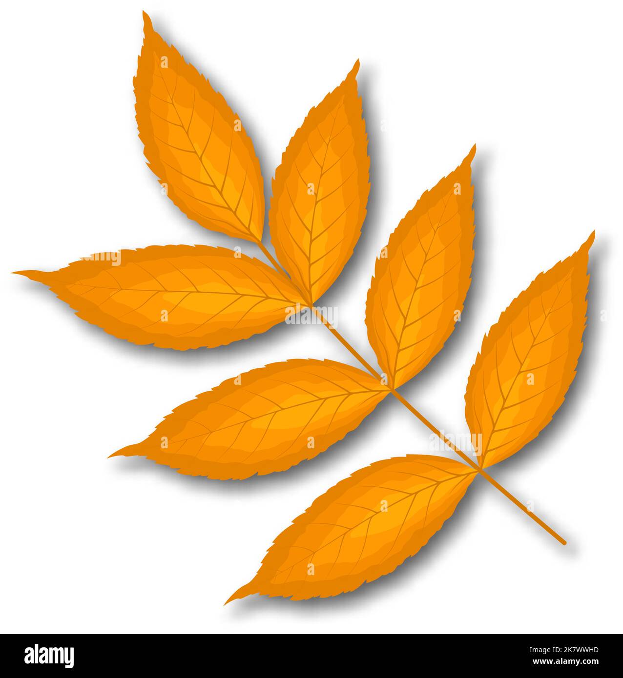 Autumn ash-tree leaf. Fall leaf with shadow. Vector illustration Stock ...