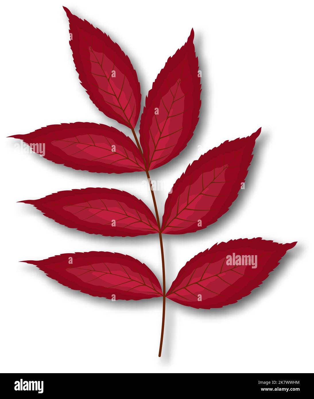 Autumn ash-tree leaf. Fall leaf with shadow. Vector illustration Stock ...