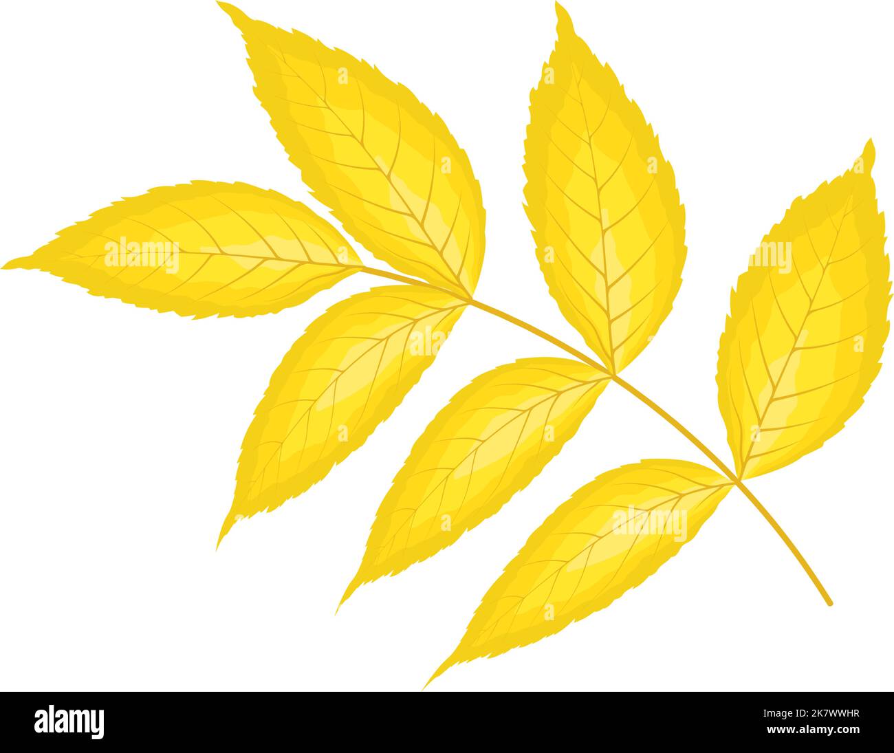 Autumn ash-tree leaf. Fall leaf. Vector illustration Stock Vector Image ...