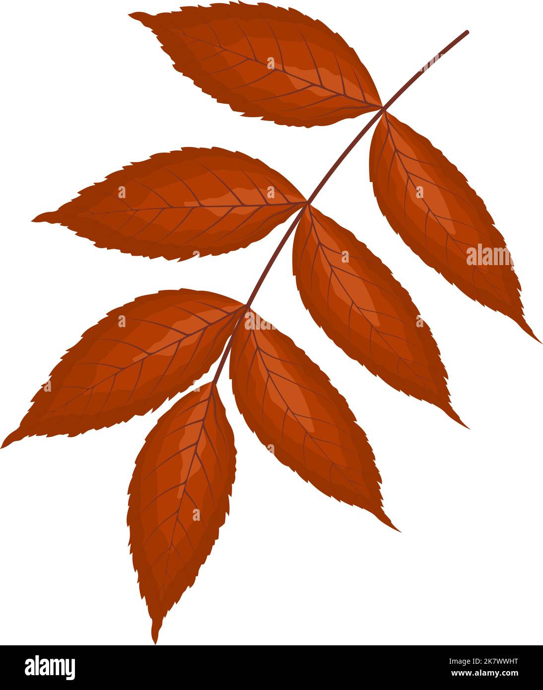 Autumn ash-tree leaf. Fall leaf. Vector illustration Stock Vector Image ...