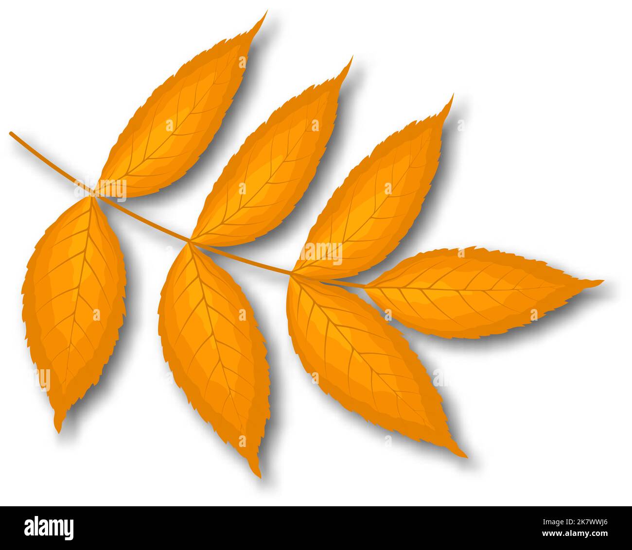 Autumn ash-tree leaf. Fall leaf with shadow. Vector illustration Stock ...