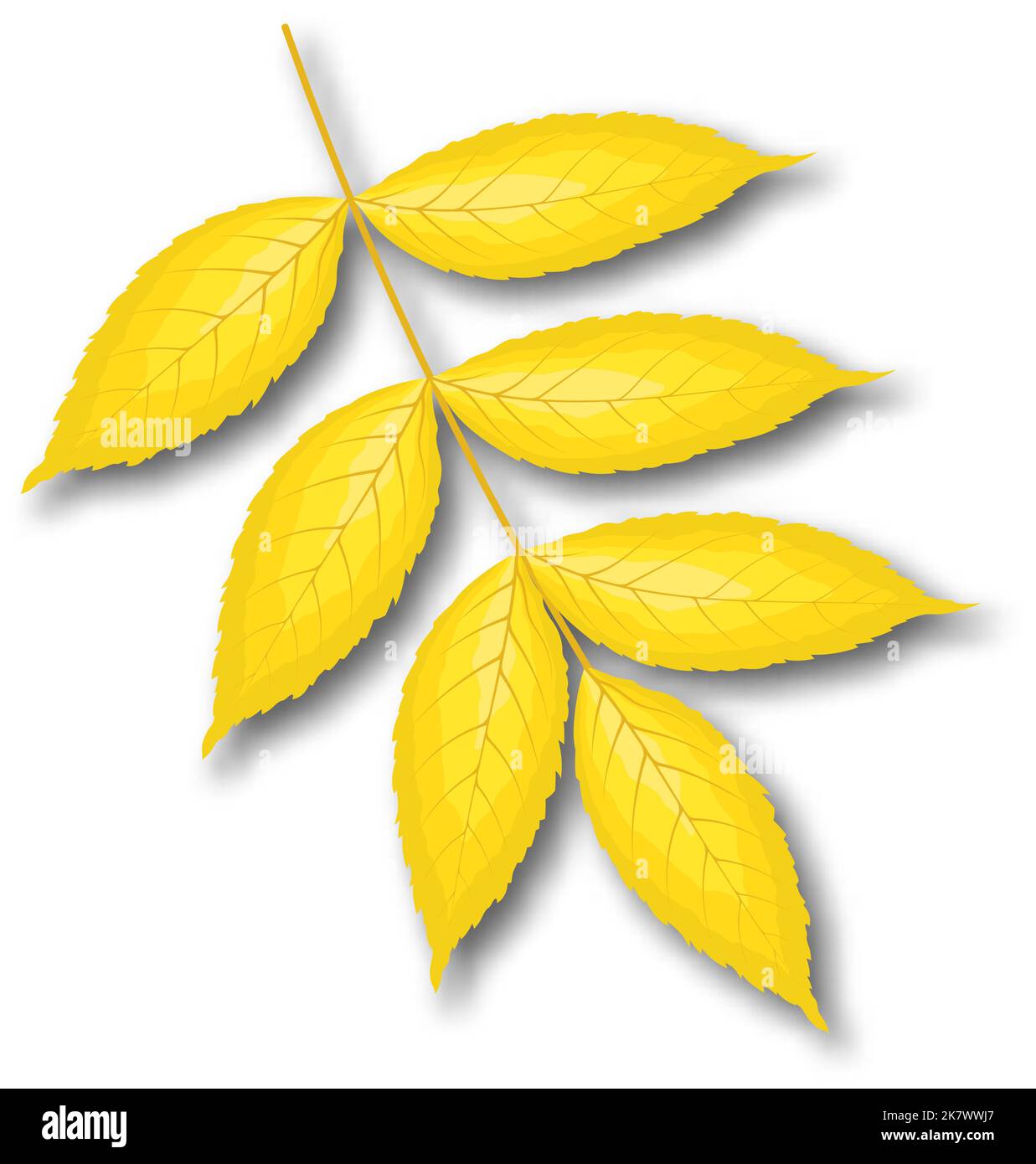 Autumn ash-tree leaf. Fall leaf with shadow. Vector illustration Stock ...