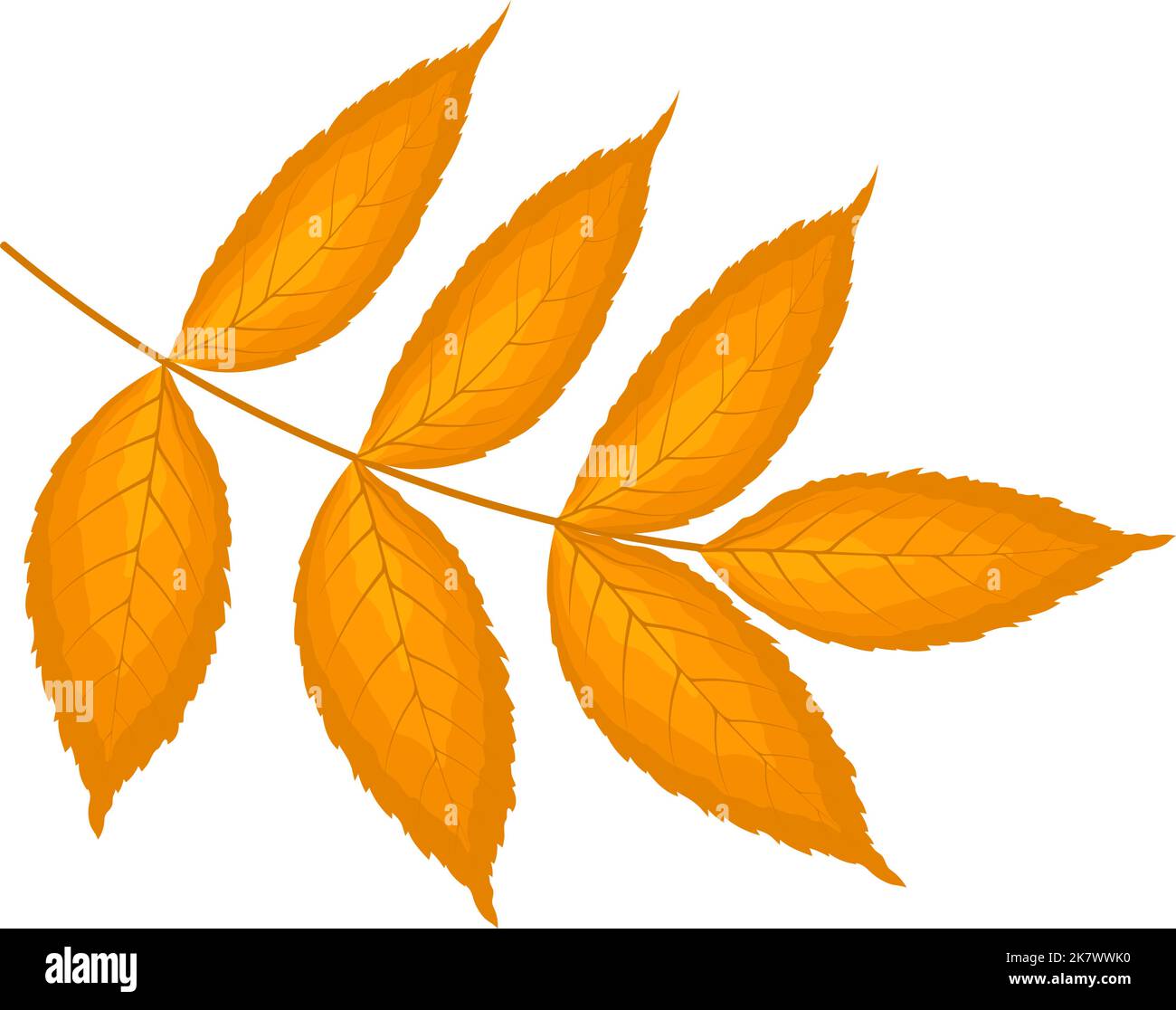 Autumn ash-tree leaf. Fall leaf. Vector illustration Stock Vector Image ...