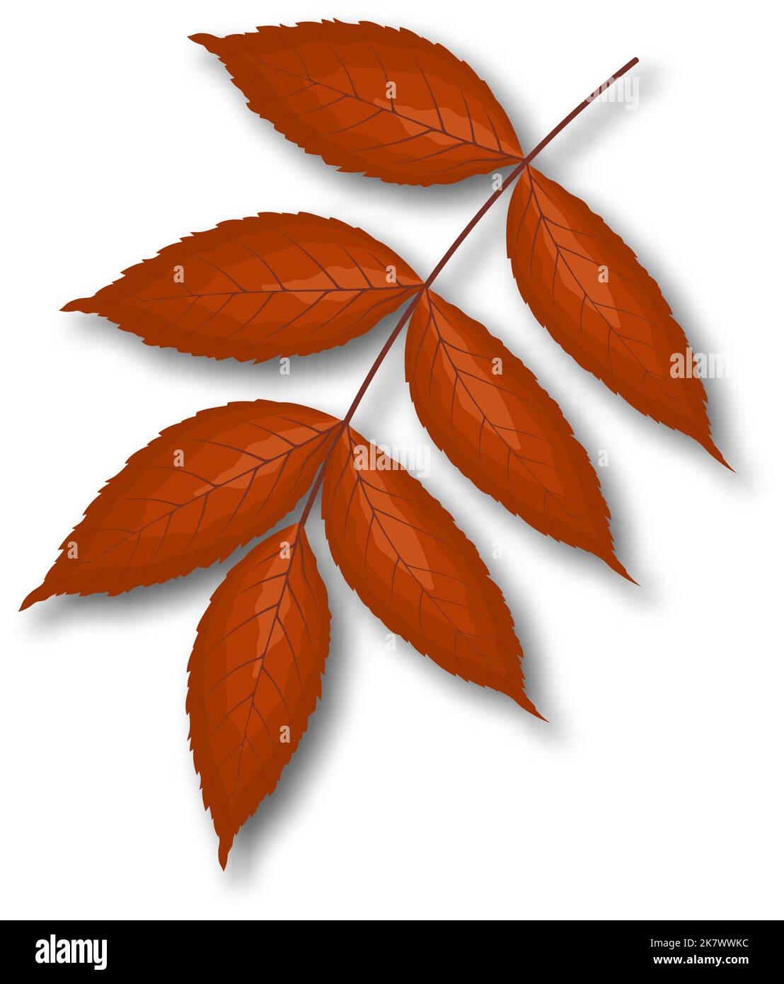 Autumn ash-tree leaf. Fall leaf with shadow. Vector illustration Stock ...