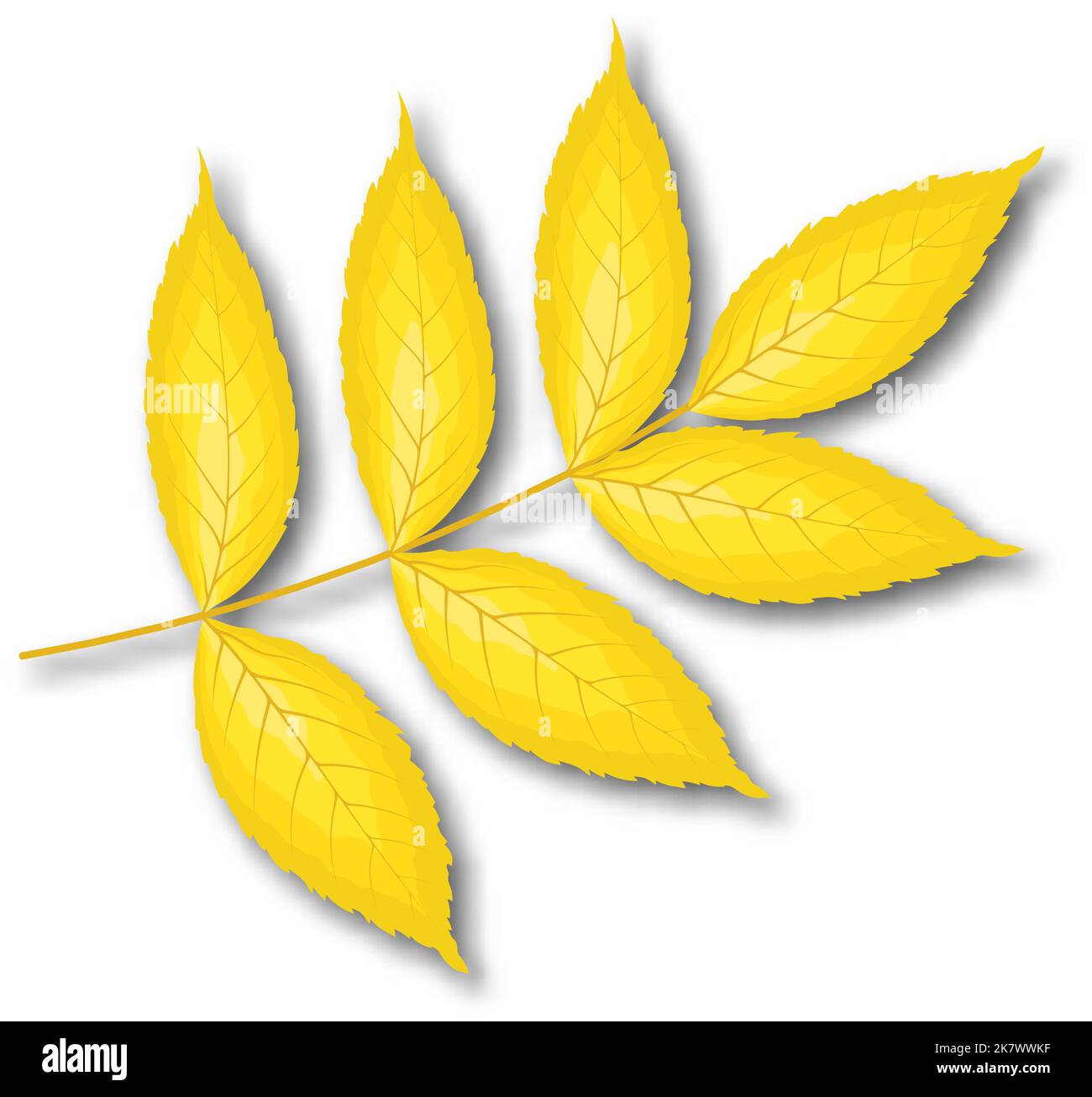 Autumn ash-tree leaf. Fall leaf with shadow. Vector illustration Stock ...