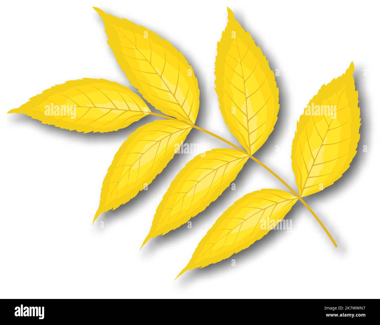 Autumn ash-tree leaf. Fall leaf with shadow. Vector illustration Stock ...