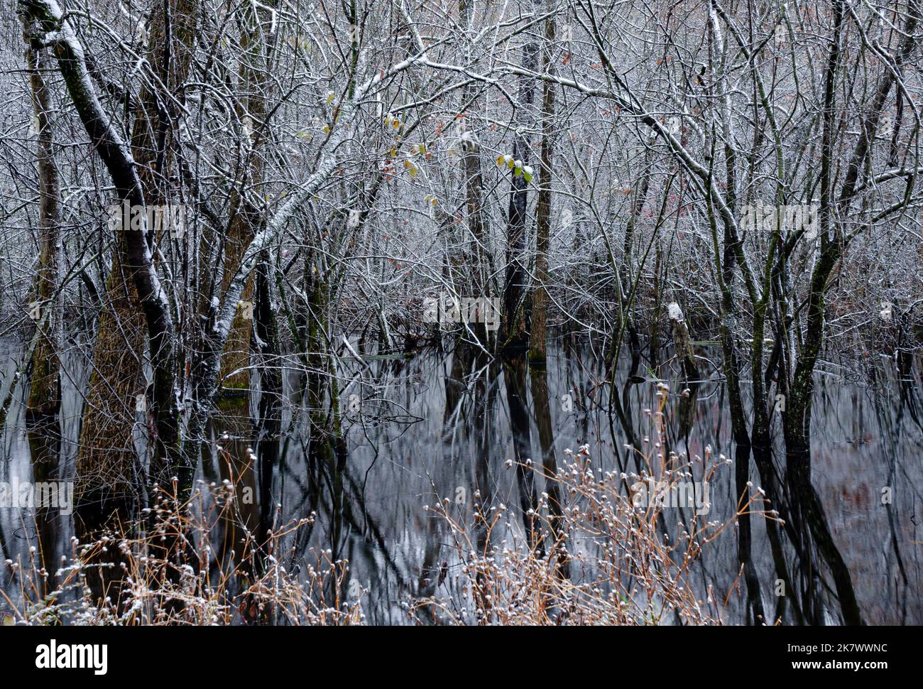 A rare October snowstorm covers shrubs and trees growing around a ...