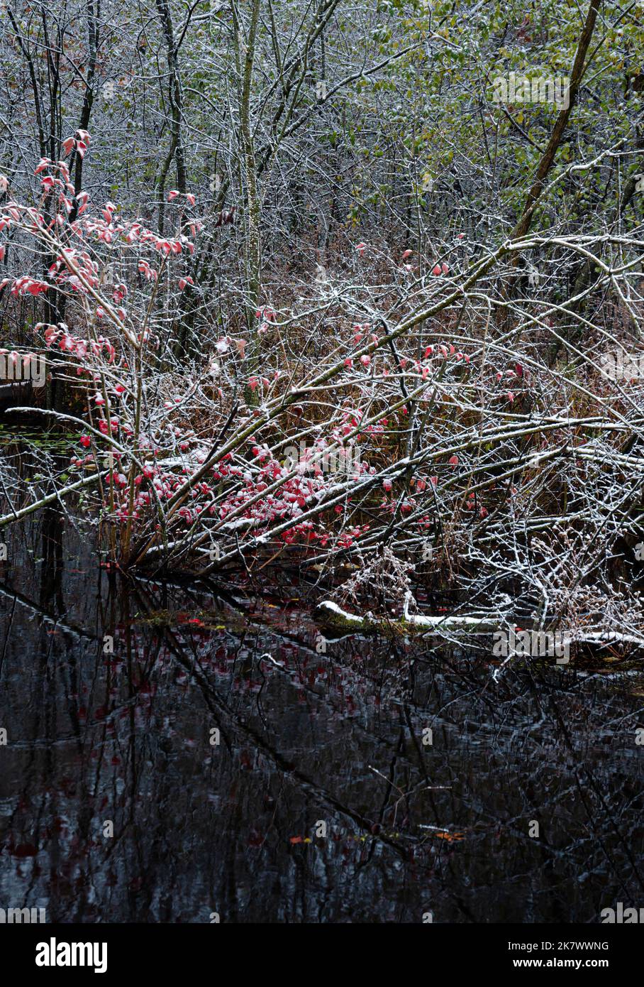 A rare October snowstorm in northern Illinois dusts a shrub in a ...
