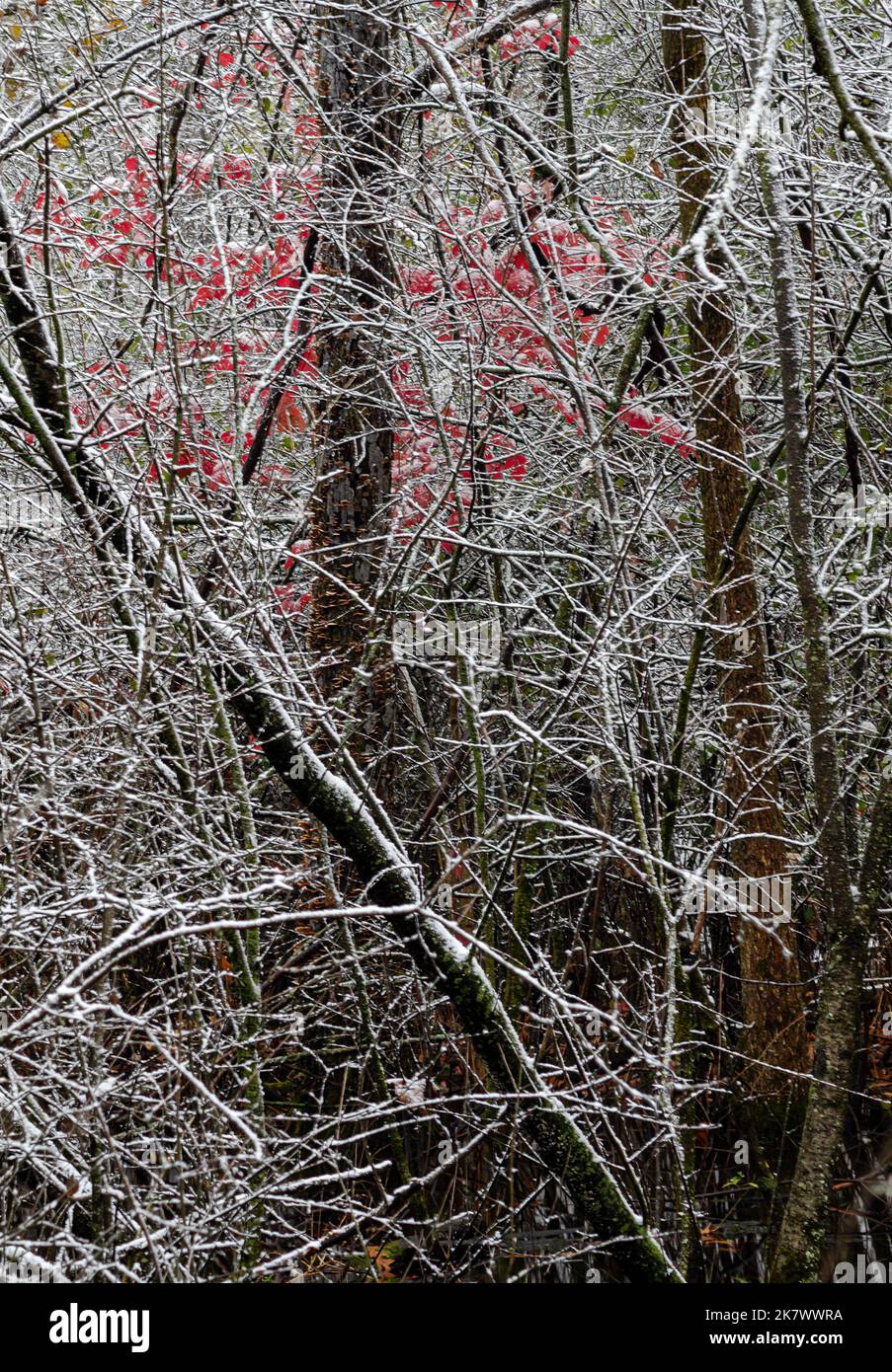 A rare October snowstorm in northern Illinois dusts shrubery in a ...