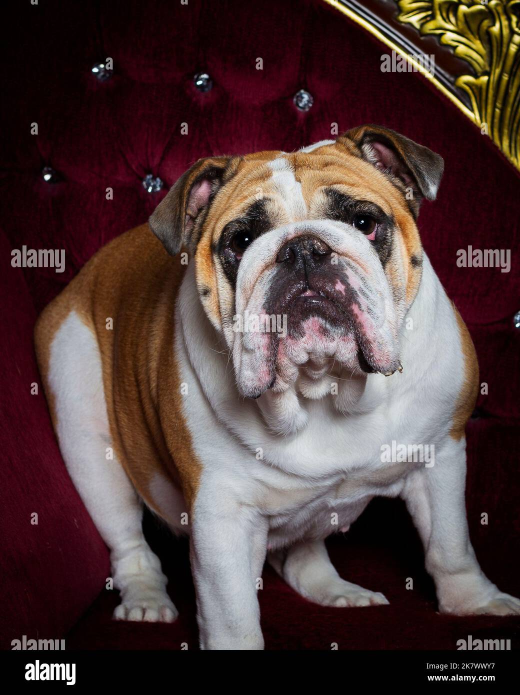 Picture of an Old English Bulldog in a Professional Photographic Studio ...