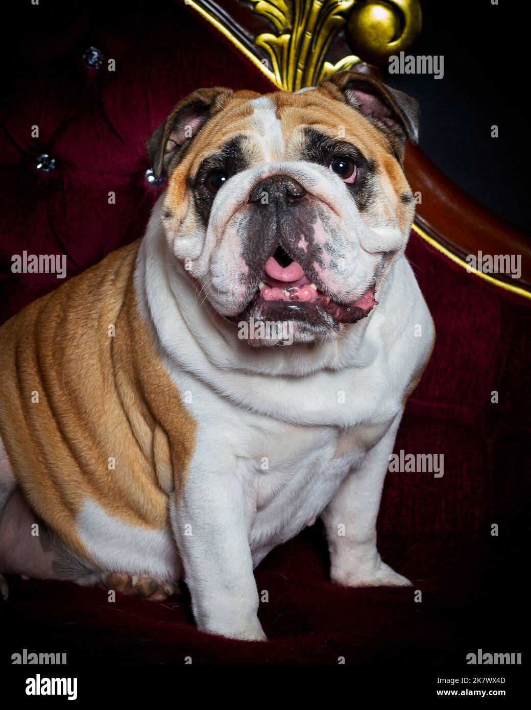 Old english bulldog hi-res stock photography and images - Alamy
