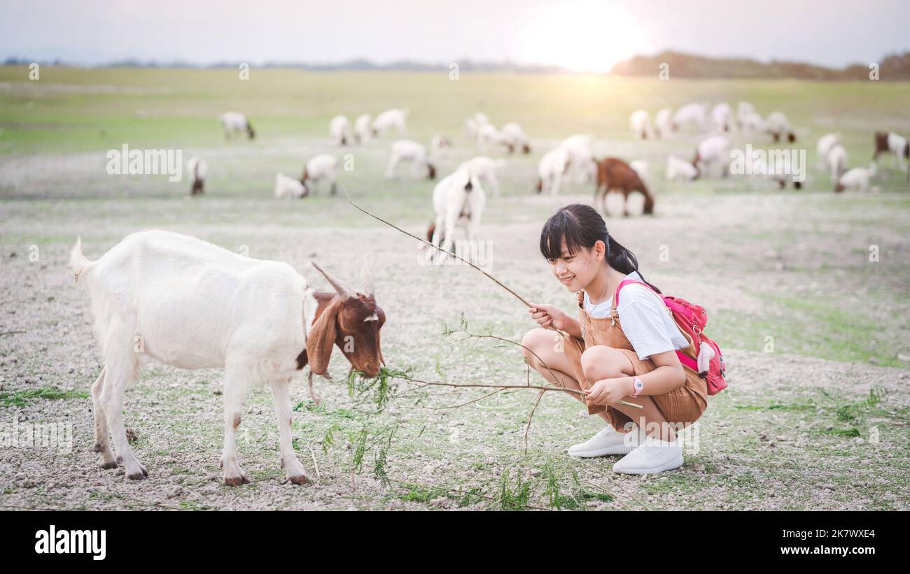 Asian girl feeding goats in a field with smiley face and happy.Concept ...