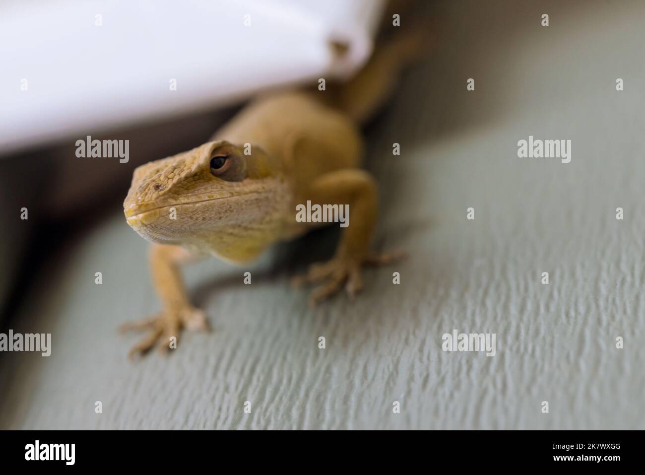 Lizard sitting on plastic wall in house Stock Photo - Alamy