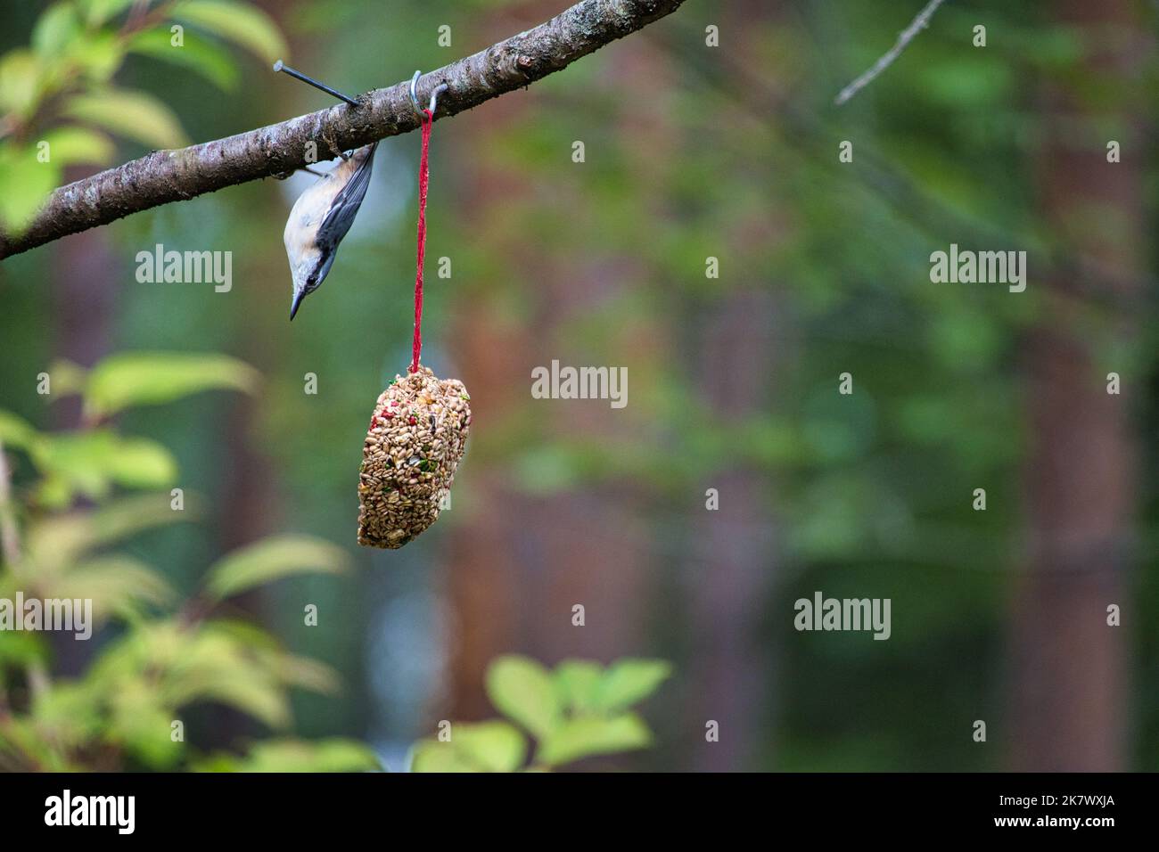 Nuthatch, observed at a feeder heart feeding in the forest. Small gray ...