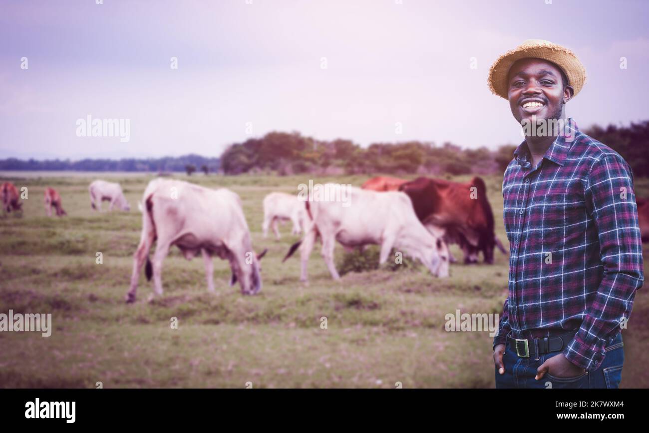 African herdsman controls a herd of cows that are grazing Stock Photo ...