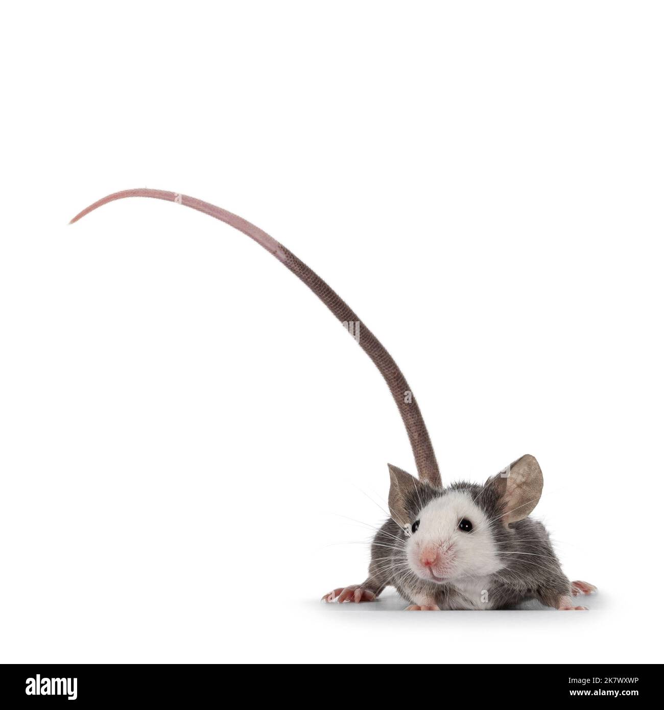 Cute young blue Hereford mouse, standing facing front. Tail fierce up ...