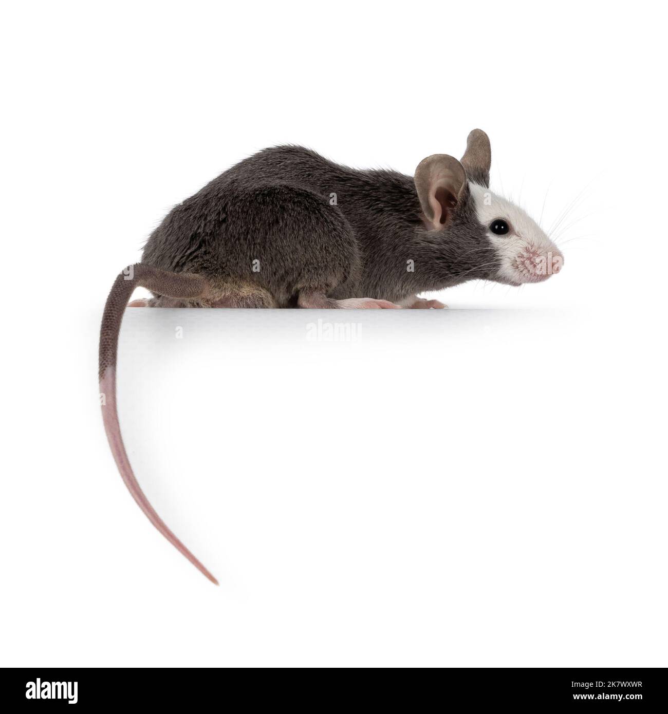 Cute young blue Hereford mouse, standing side ways. Tail hanging down ...