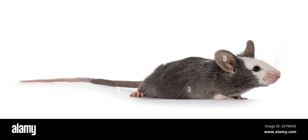 Cute young blue Hereford mouse, standing side ways. Looking away from ...