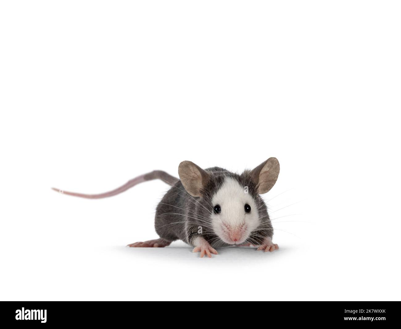 Cute young blue Hereford mouse, standing facing front. Looking towards ...