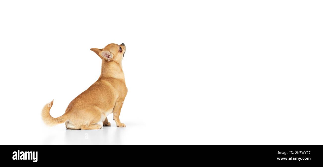 Back view. Small dog posing isolated over white background. Beautiful ...