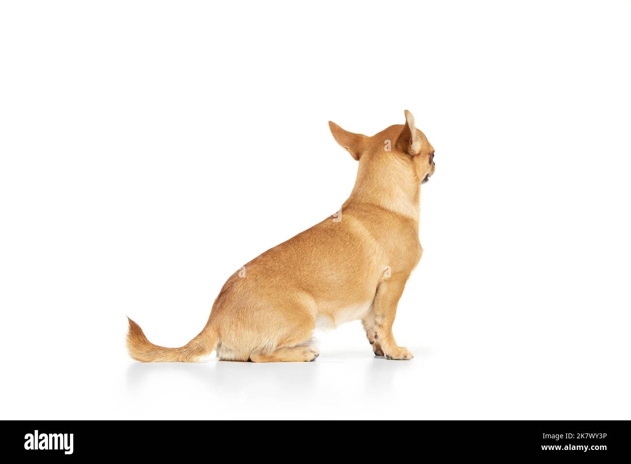 Back view. Small dog posing isolated over white background. Beautiful ...