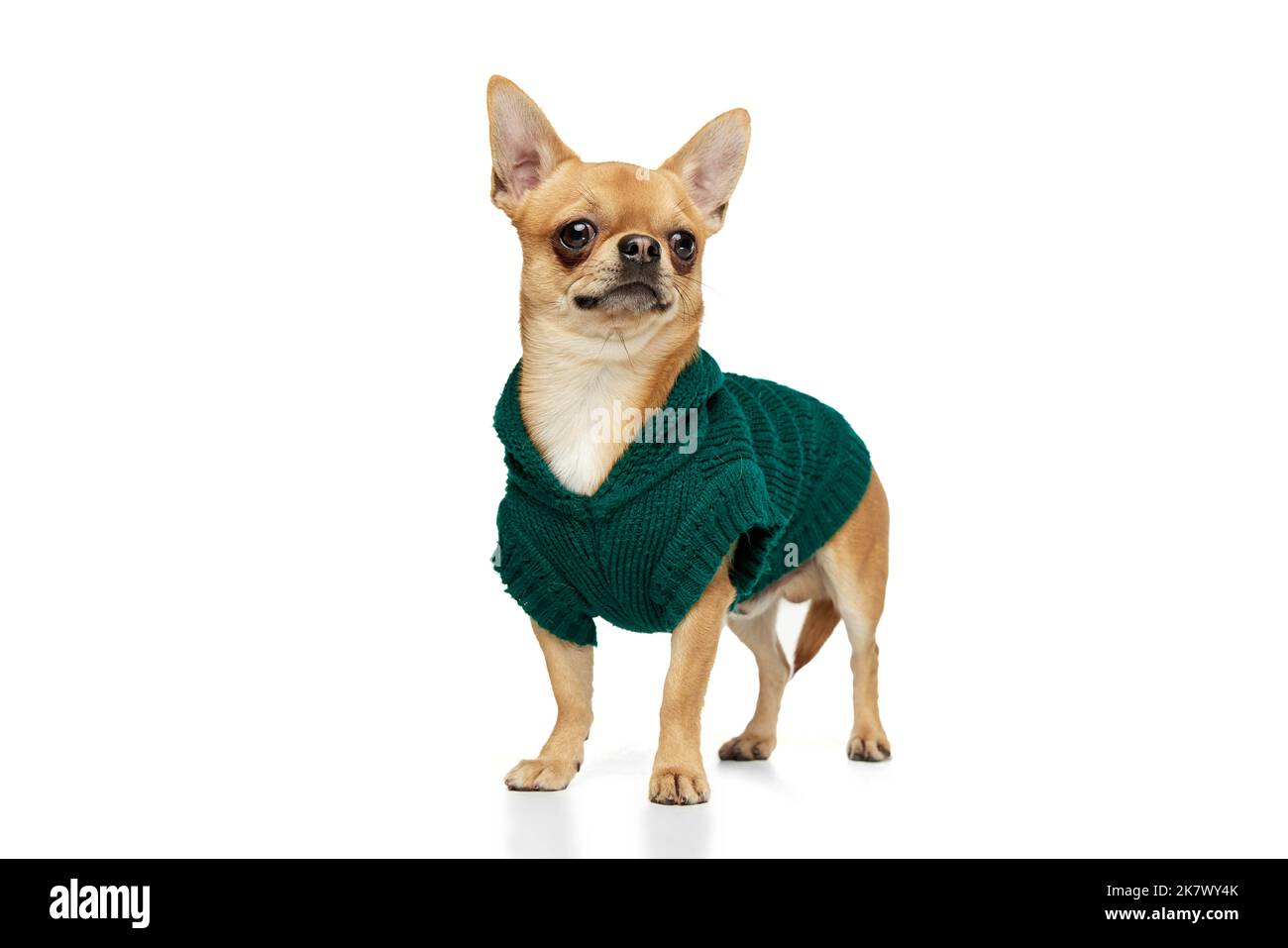 Cute pale yellow color chihuahua dog wearing animal clothes isolated on ...