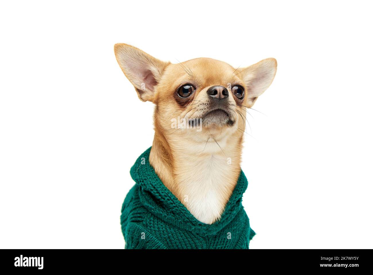 Closeup of cute pale yellow color chihuahua dog wearing animal clothes ...