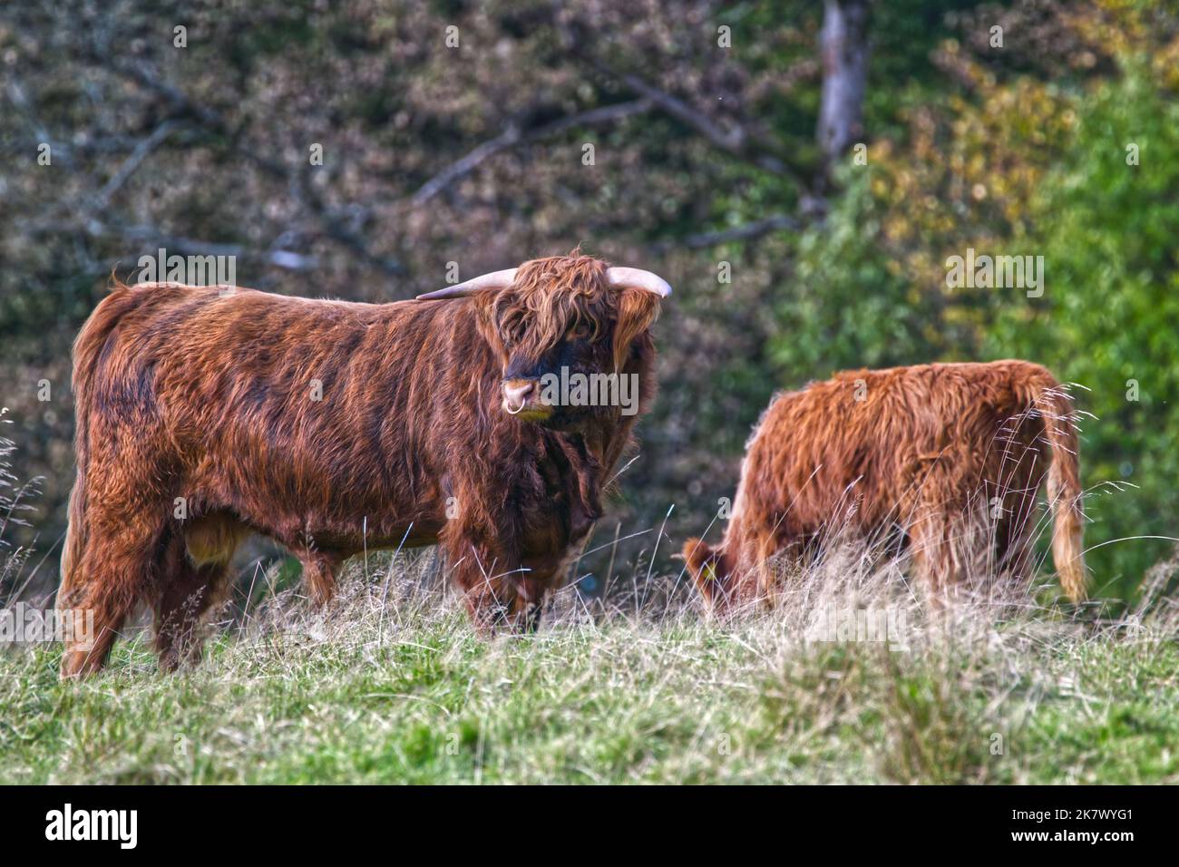 Highland cow and bull fight hi-res stock photography and images - Alamy