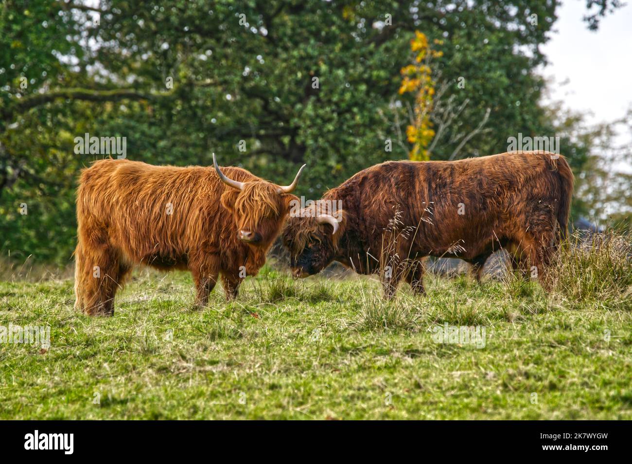 Highland cow and bull fight hi-res stock photography and images - Alamy