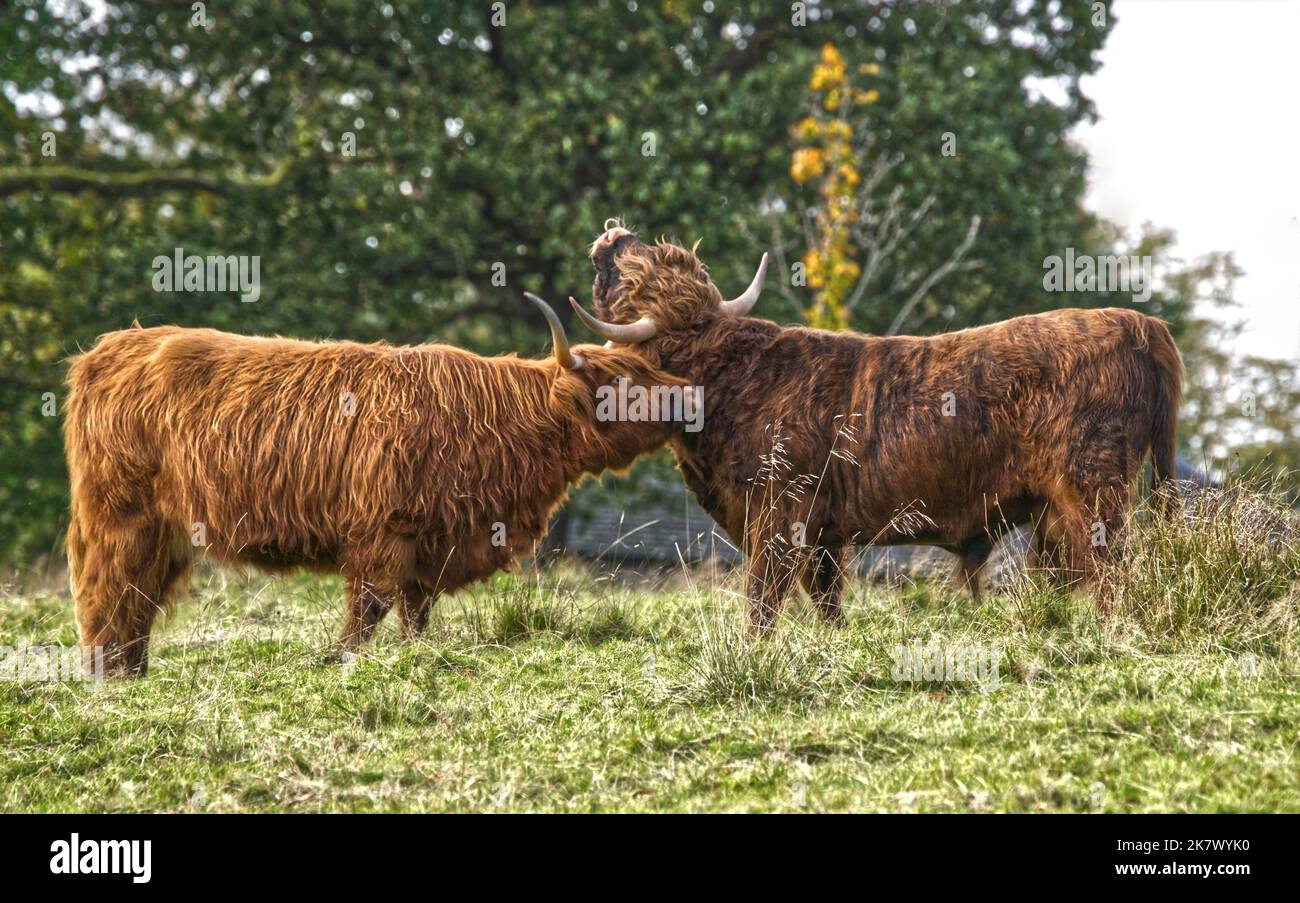 Highland cow and bull fight hi-res stock photography and images - Alamy