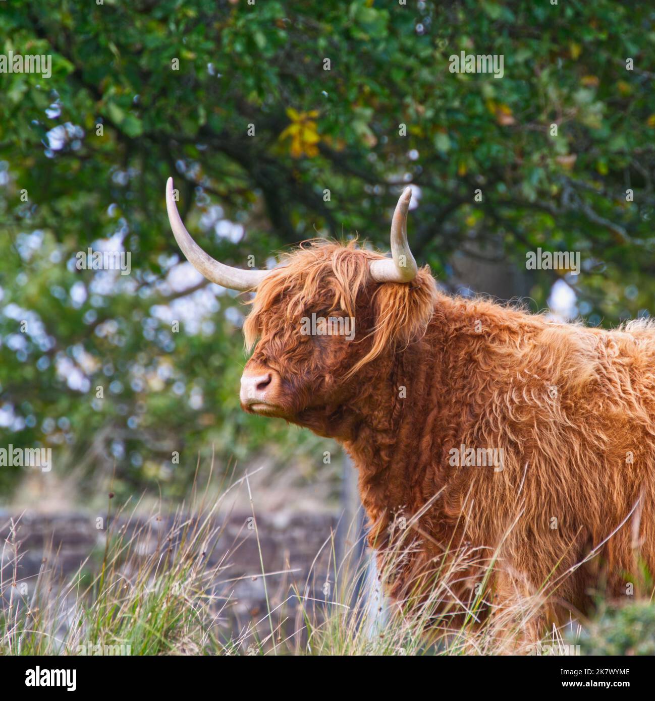 Highland cow and bull fight hi-res stock photography and images - Alamy