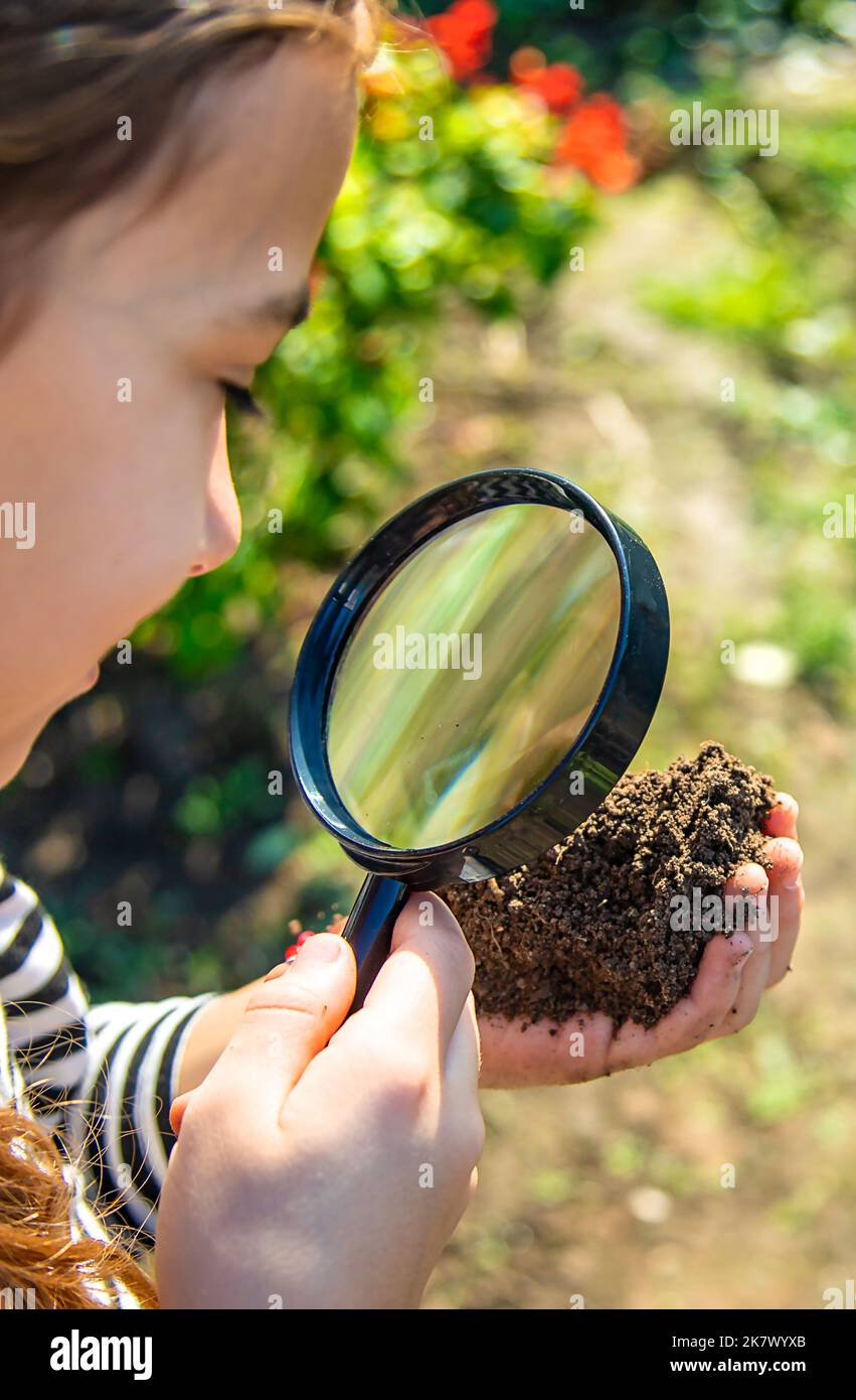 Children examine the soil with a magnifying glass. Selective focus ...
