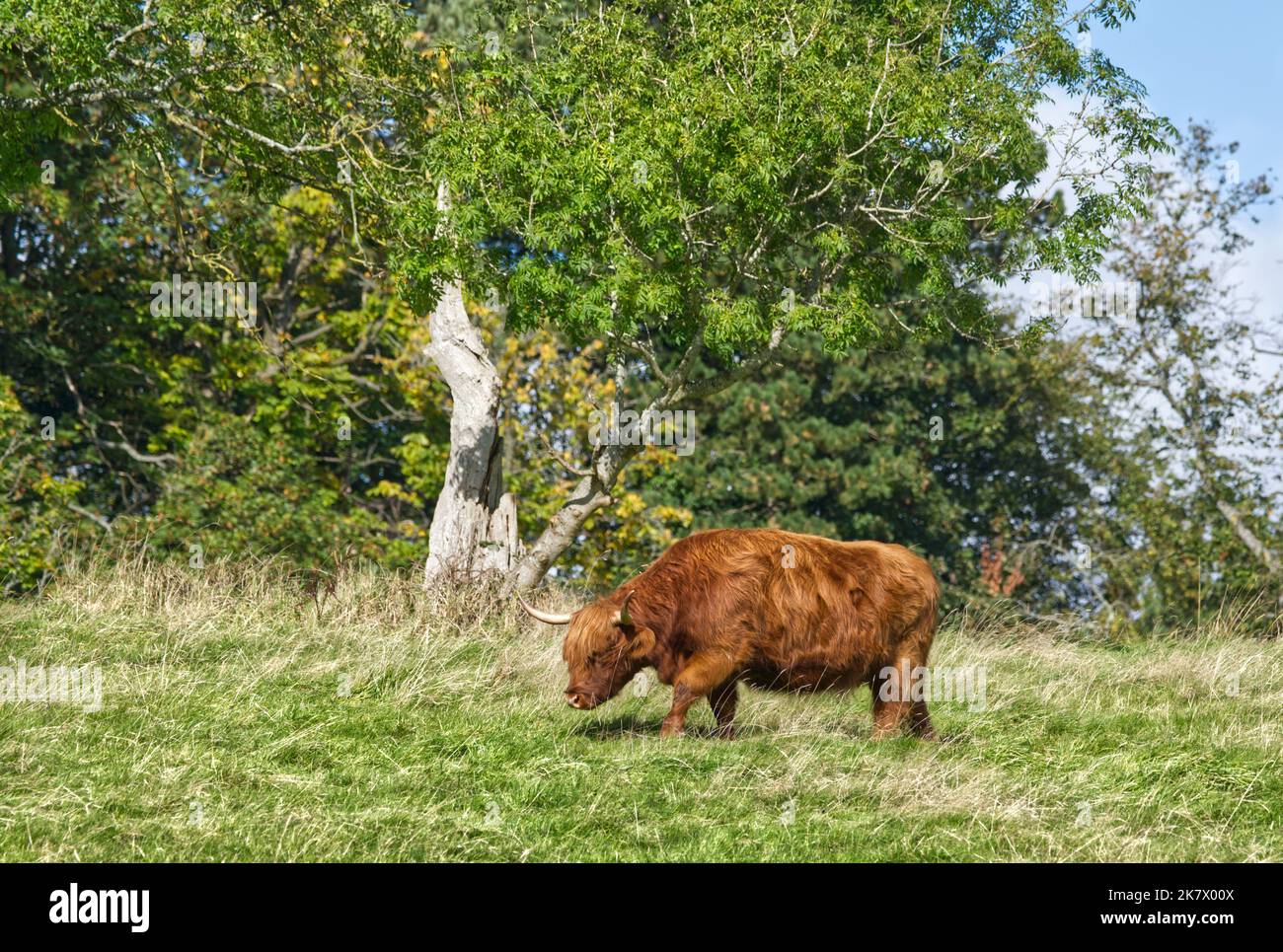 Highland cow rubbing on a tree hi-res stock photography and images - Alamy