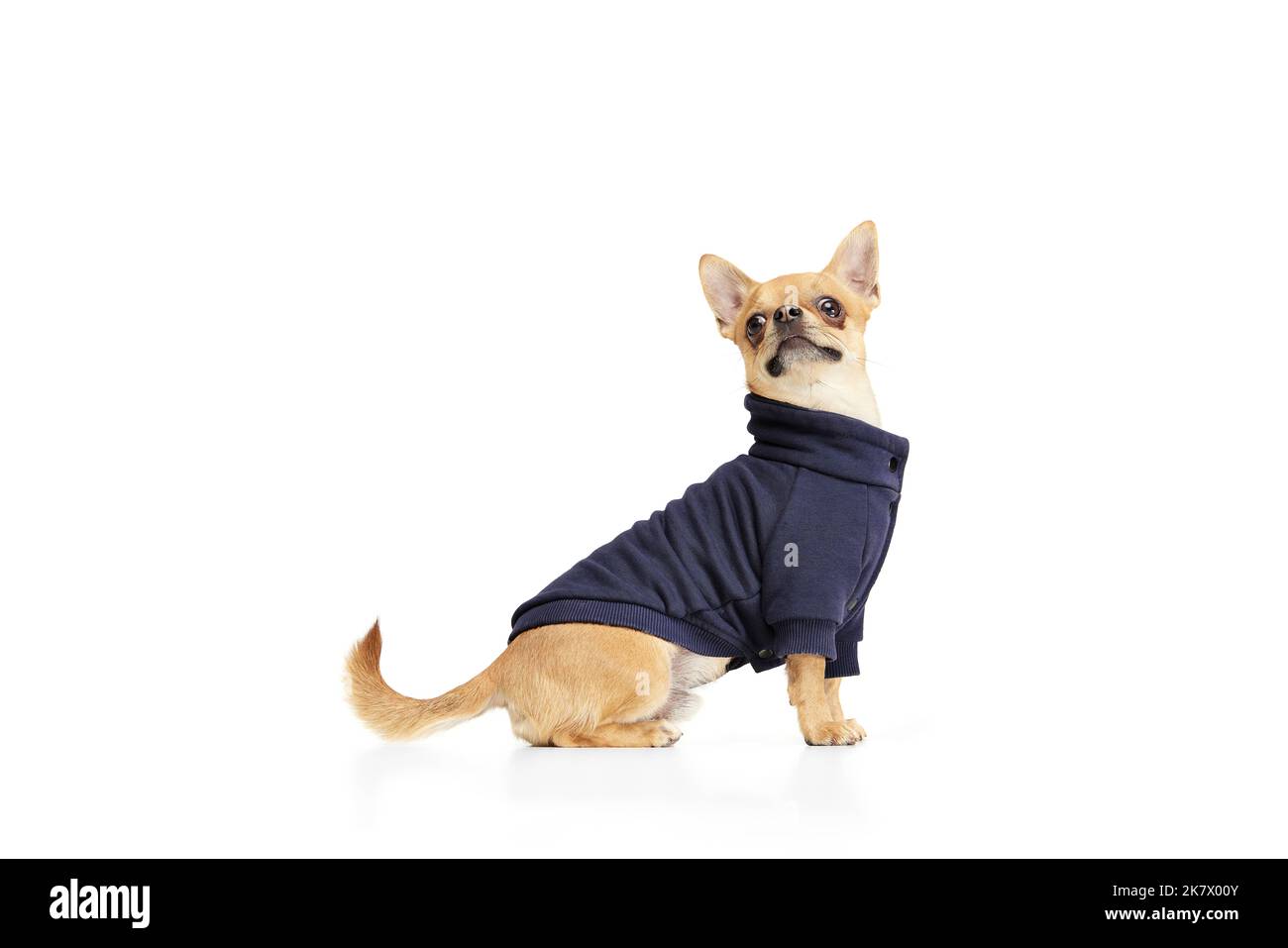Cute pale yellow color chihuahua dog wearing animal clothes isolated on ...