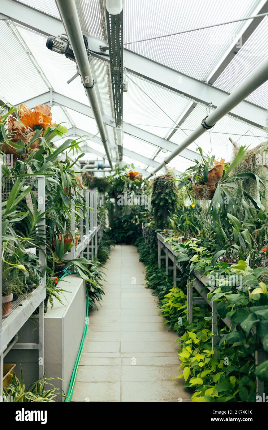 Glass greenhouse interior with tropical plants in the botanical garden ...