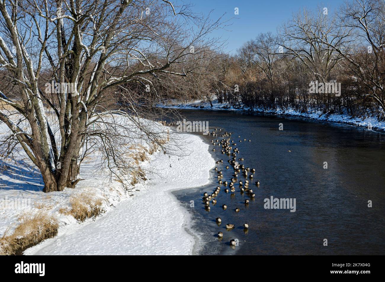 Geese try to stay warm on the water on the DuPage River at Riverwalk ...