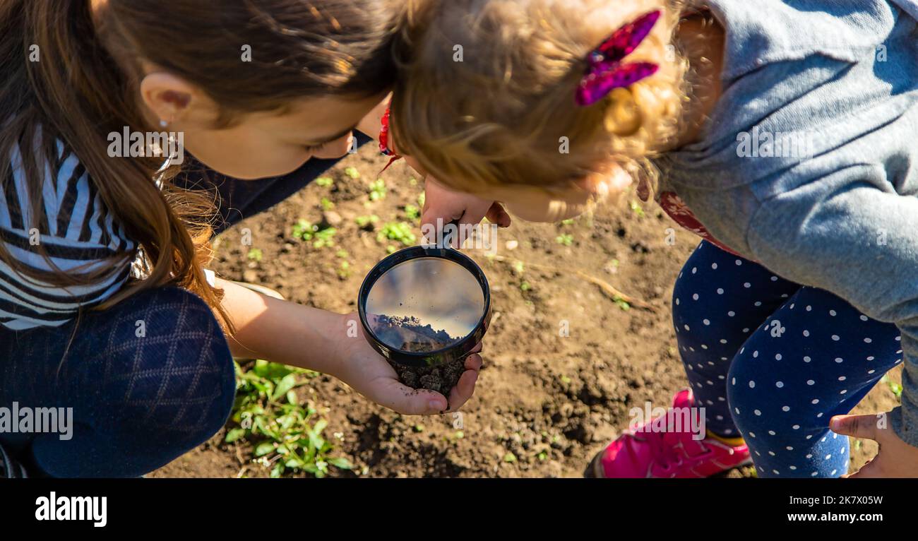 Children examine the soil with a magnifying glass. Selective focus ...