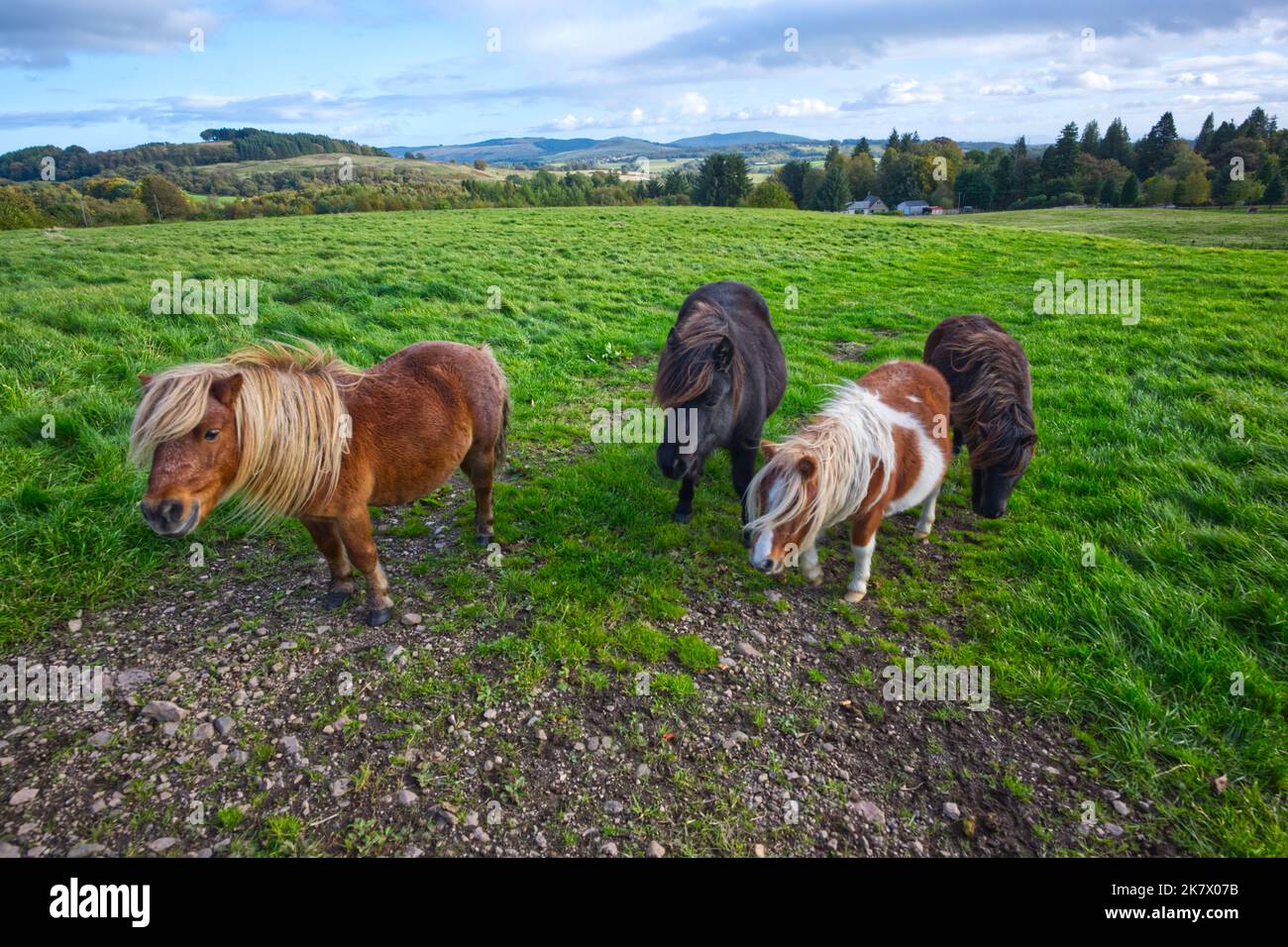 Shetlands world famous small ponies hi-res stock photography and images ...