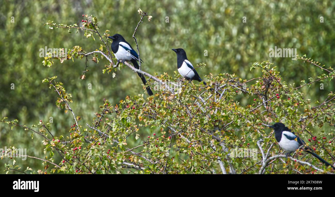 Three magpies on a hawthorne tree hi-res stock photography and images ...