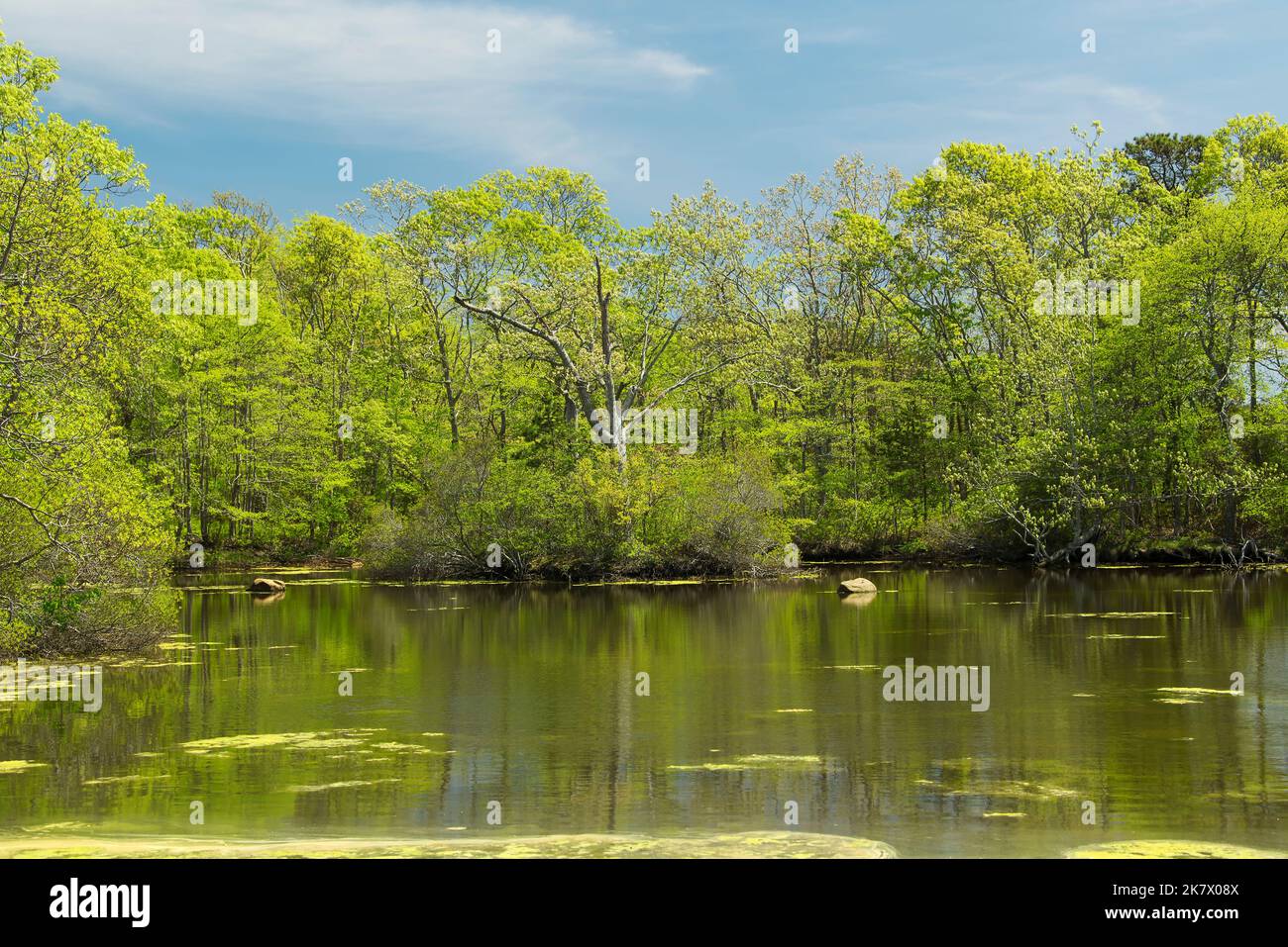 A landscape picture of trees and a pond within the felix neck wildlife ...