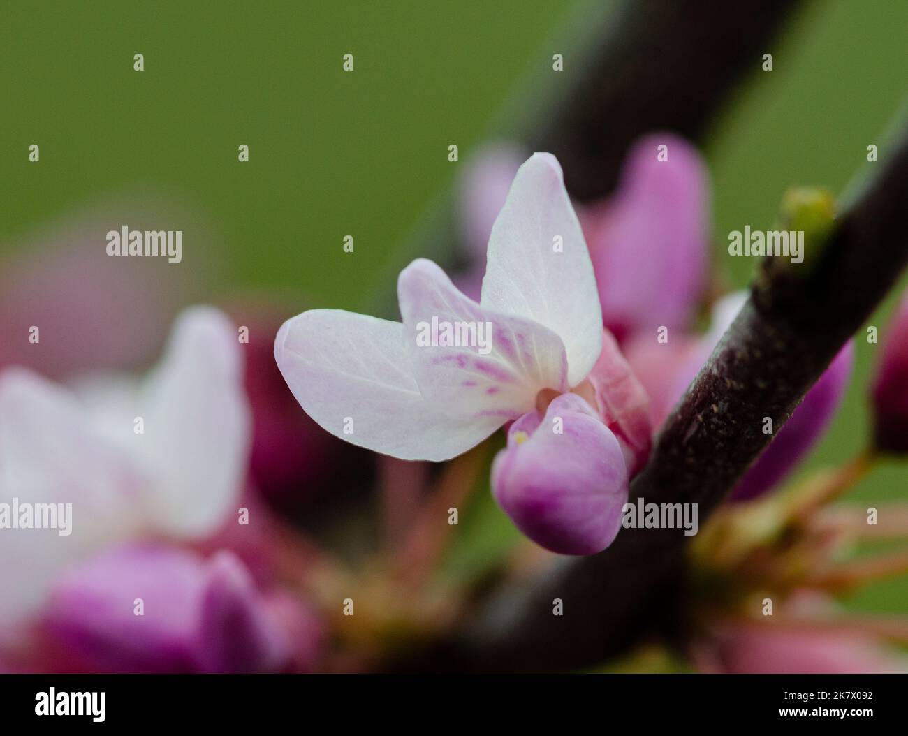 A redbud shrub blossom is shown close up in spring, Will County ...