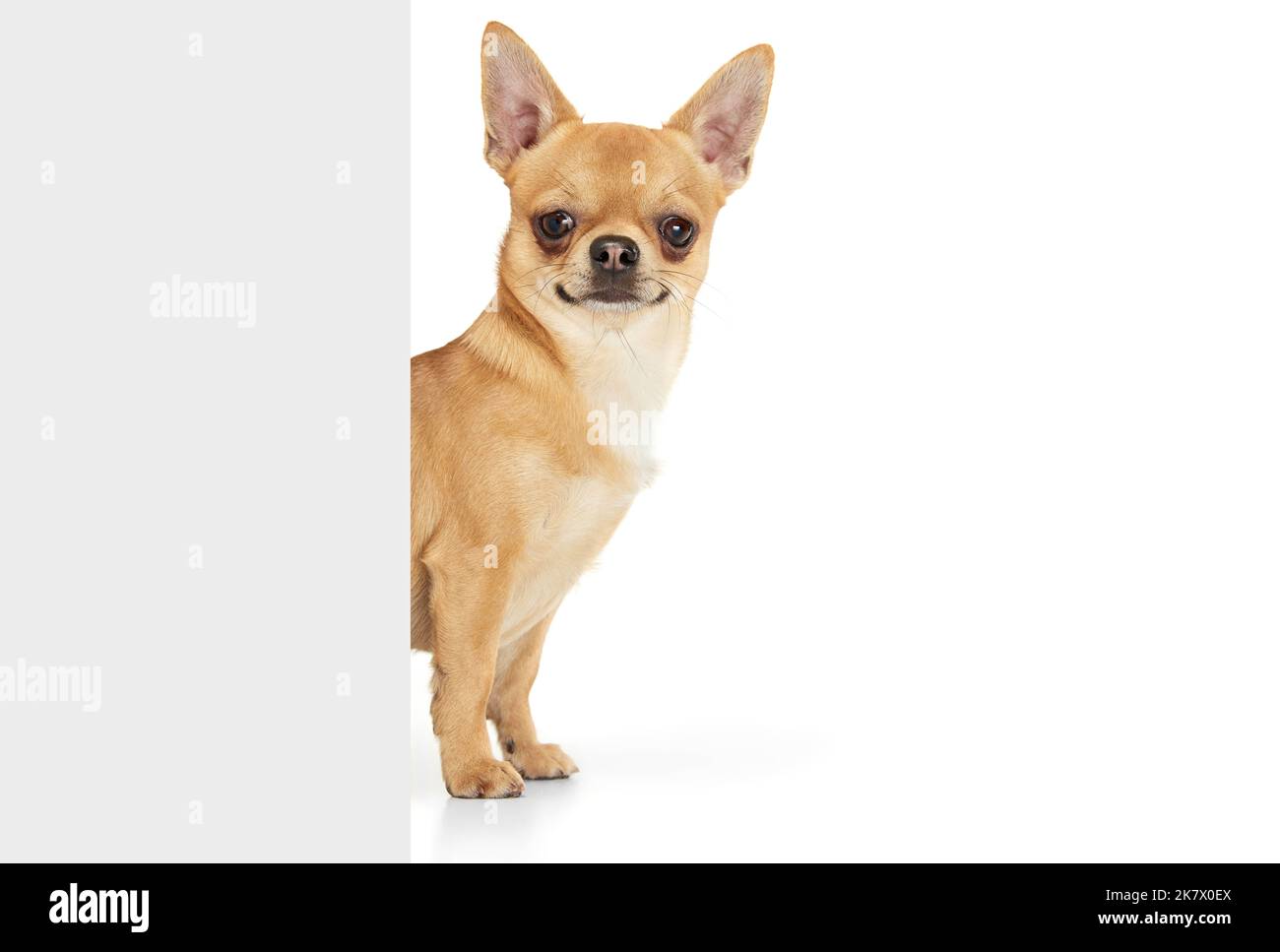 Sweetness. Studio shot of small dog posing isolated over white ...