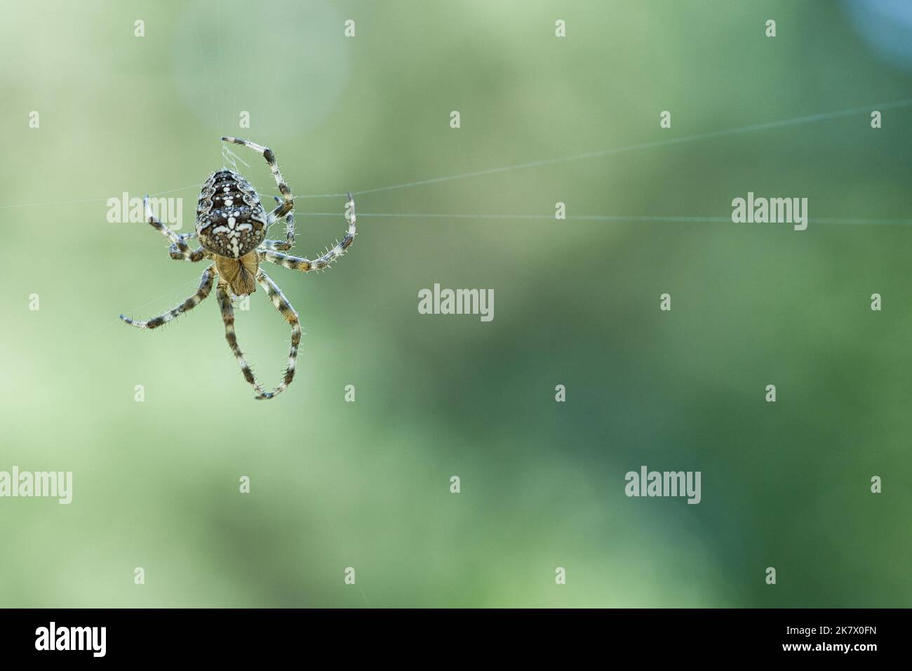 Cross spider crawling on a spider thread. Halloween fright. Blurred ...