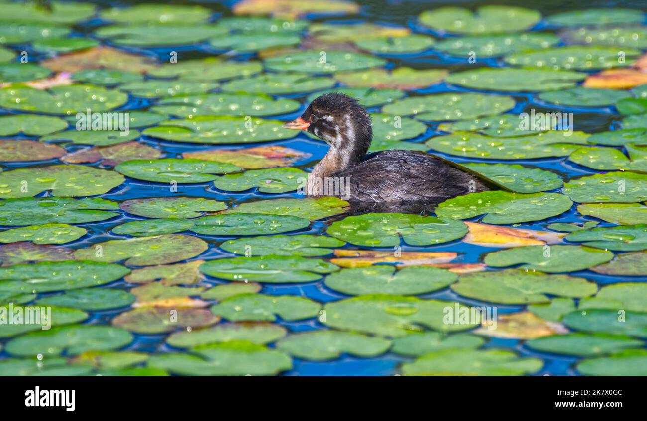 Juvenile little grebe hi-res stock photography and images - Alamy